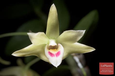 Дендробиум цепочечный (Dendrobium catenatum) — описание, выращивание ...