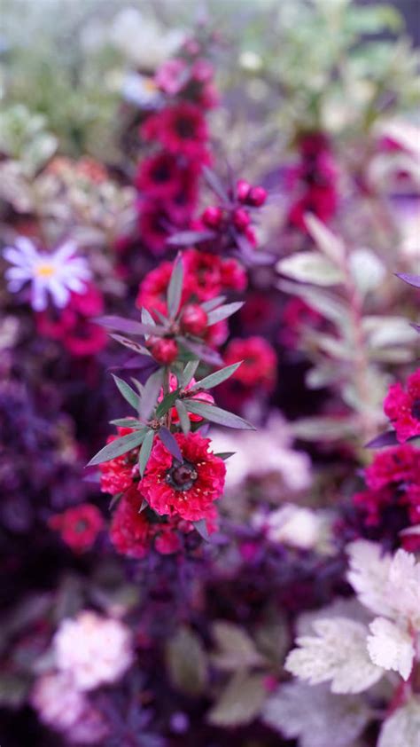 How To Grow Leptospermum Hayloft
