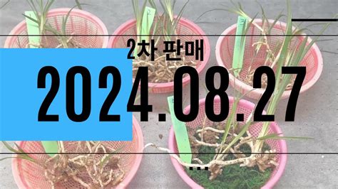 판매완료 8월27일 화요일 2차판매 이벤트 오늘 산채품 생강근 서반 산반성 입변 까닥지 서반밭 단엽밭 아주저렴 도시난초 산행 Youtube
