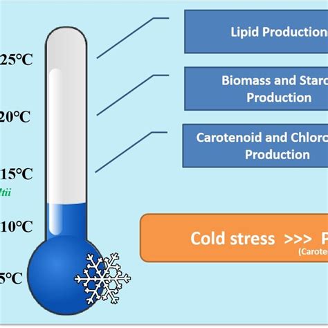 Vector Maps Of Pchlamy4 And Pc4lcye Constructed For Protein Expression