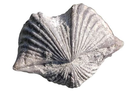 Fossil Rich Brachiopod Limestone Rock Chasing