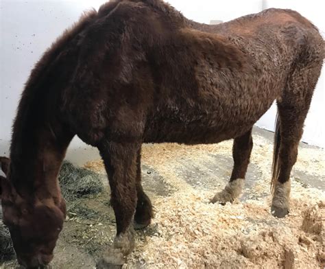 Geriatric Horse