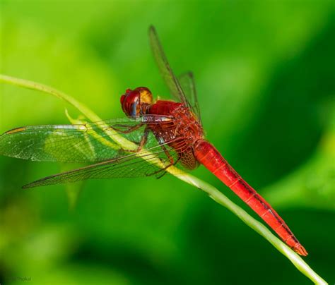 Red Dragon Fly By Sunil Prabhakar Thokal On Youpic