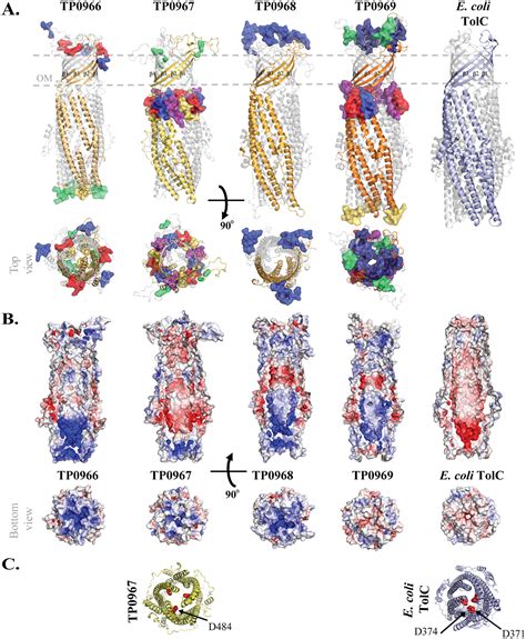 Treponema Pallidum Structure