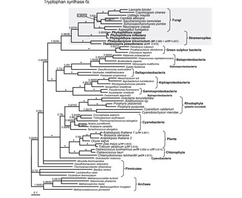Bayesian Phylogenetic Tree As Inferred From Tryptophan Synthase Download Scientific Diagram