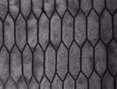 Mesobiotech Inspiration Invention And Innovation