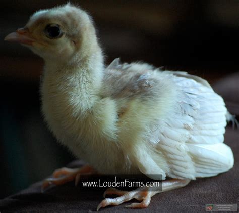 Split Peach Louden Farms