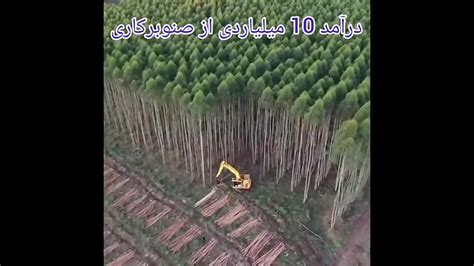 قیمت چوب صنوبر