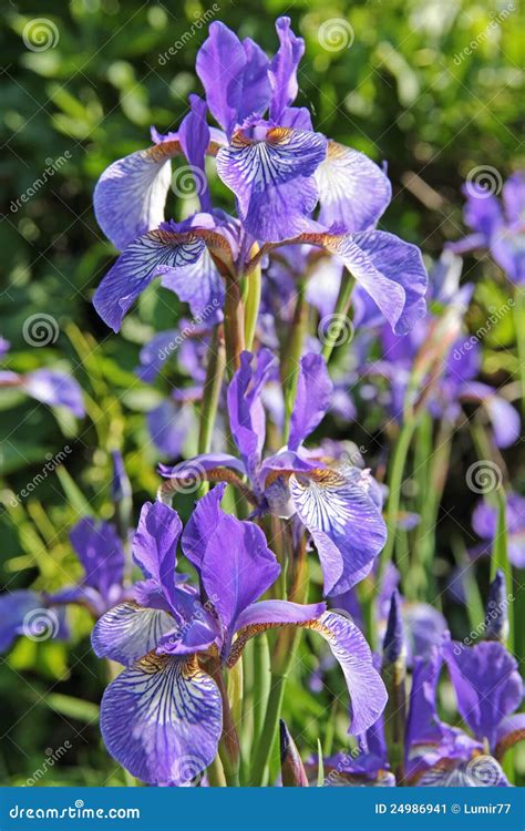 Siberian Iris Stock Image Image Of Petals Close Botanical 24986941