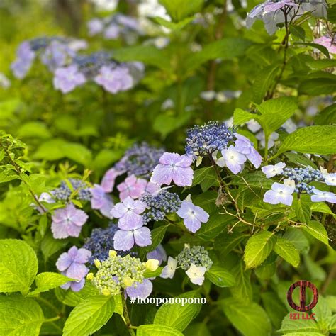 Sith 호오포노포노 On Twitter 체중이 늘어난 것 최근 친구와 말이 통하지 않는 것 잠이 잘 안 오는 것 그 어떤 일이든 내면을 여행하는 입구입니다