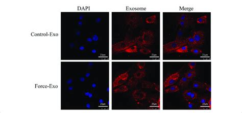 Dye Based Tracing Of Exosomal Uptake By Rat Condylar Chondrocytes Download Scientific Diagram