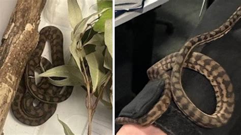 Python Found Down Womans Pants During Arrest At Strathmore Train