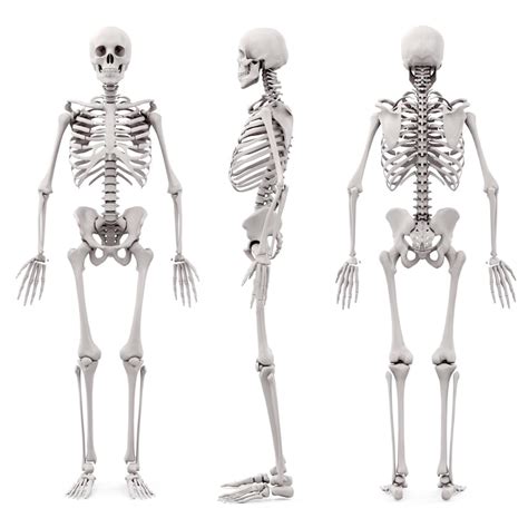 Human Skeleton Diagram Images Free Download On Freepik