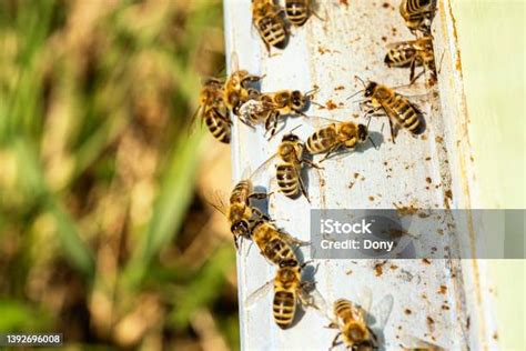 꿀벌 벌집에서 일하는 꿀벌에 대한 상세보기 클로즈업 나무 벌집과 꿀벌 벌에 대한 스톡 사진 및 기타 이미지 벌 네오니코티노이드 꿀벌 Istock