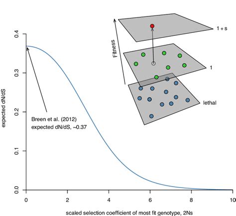 dn ds and the strength of selection dn ds as a function of 2ns for a