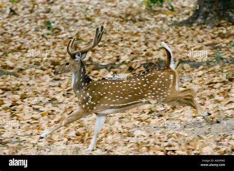 Spotted Or Axis Deer Axis Axis Stag Leaping Kanha National Park India