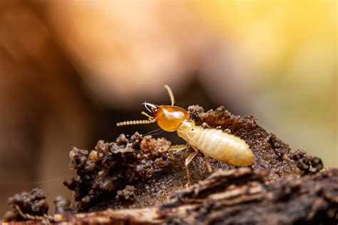 What Do Termites Look Like In Australia Termite Specialist