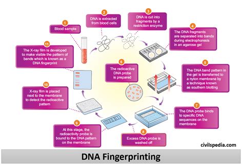 Dna Fingerprinting