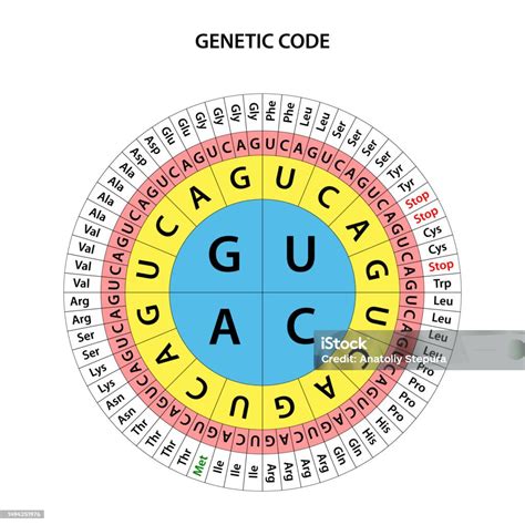 The Genetic Code Chart Stock Illustration Download Image Now