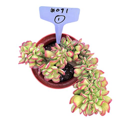 Crested Sedum Dendroideum Tree Stonecrop 1 4 Inch Limited The