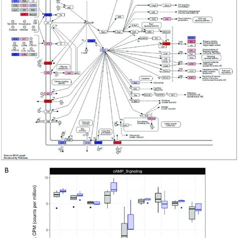 Kegg Pathway Analysis Of Camp Signaling Pathway A Enzymes In Red
