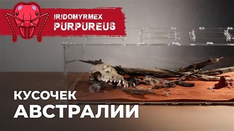 ТЕРРАРИУМ ДЛЯ МЯСНЫХ МУРАВЬЕВ | Meat ant | Iridomyrmex purpureus - YouTube