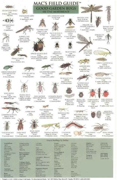 Insect Identification Guide Pdf At Jaime Cardenas Blog