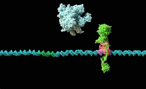 一个偶然的发现可能最终破解了抗生素耐药性之谜 Korb 研究 细菌