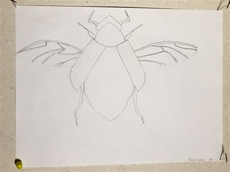 2d Bug Project