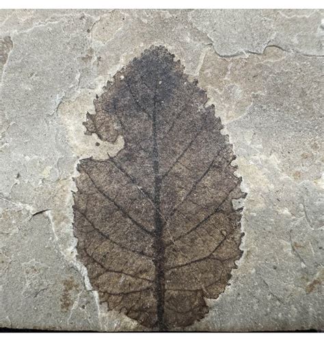 Fossils For Sale Fossils Rare Middle Eocene Partially Bug