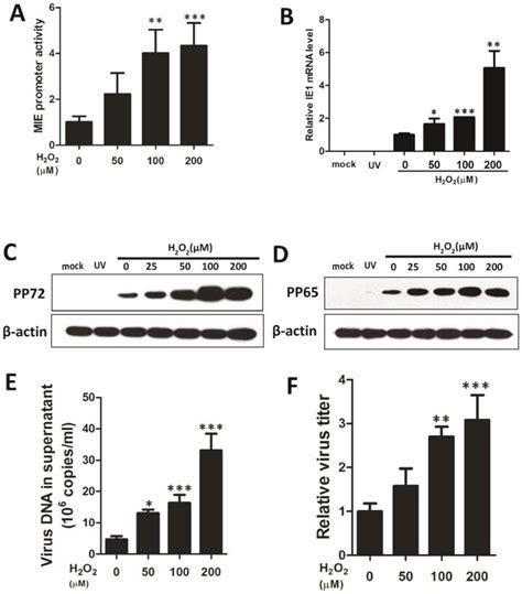 Viruses Special Issue Viral Replication Complexes Structures Functions Applications And