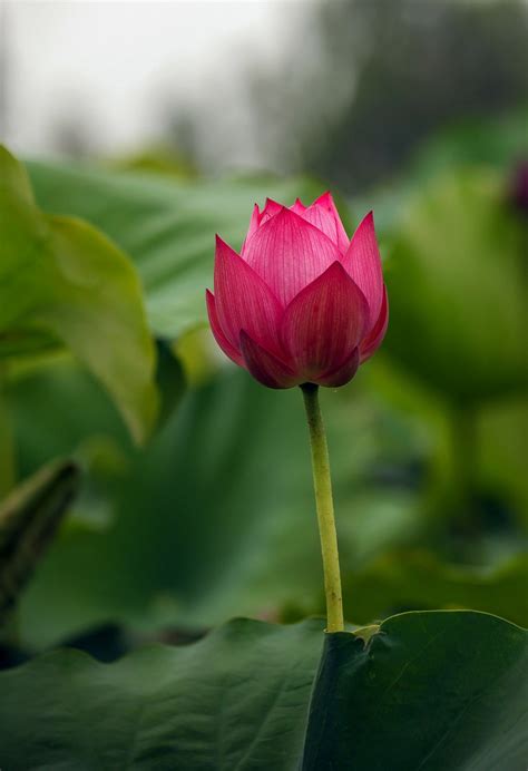 로터스 꽃 식물 Pixabay의 무료 사진 Pixabay