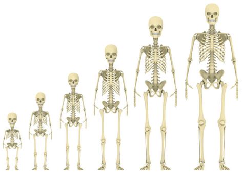 Evolution Of The Skeletal System