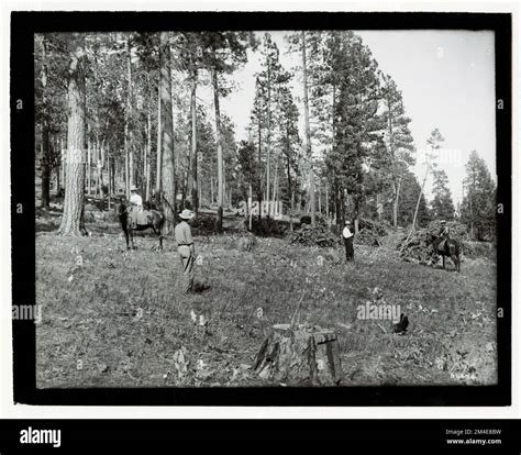 slash disposal piling and burning photographs relating to national