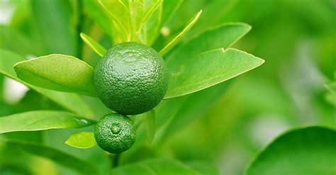 Filosofi Jeruk Nipis