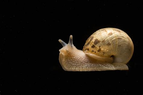 달팽이 유토이미지 상세페이지 베이직샵 20611586