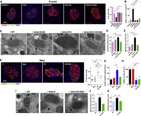 Estrogens Promote Misfolded Proinsulin Degradation To Protect Insulin