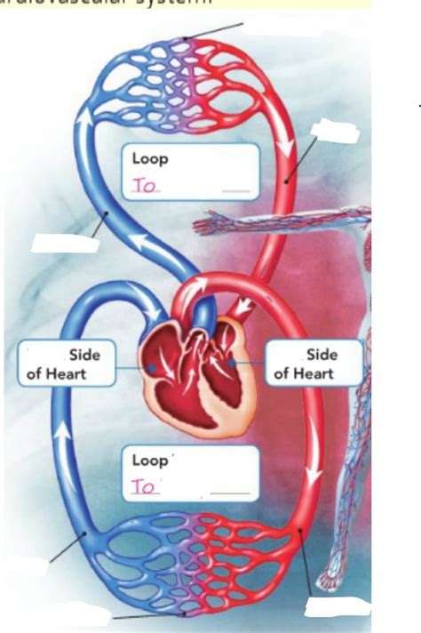 Science Ch 4 Two Loops Pt 1 Diagram Quizlet