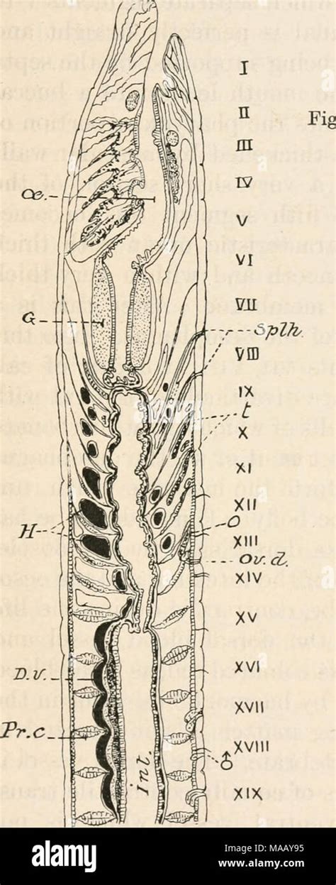 Earthworm Longitudinal Section Earthwormns