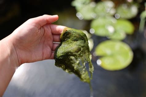 Identifying Common Types Of Algae