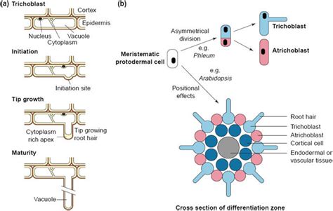 What Is The Structure Of A Root Hair Cell From A Plant