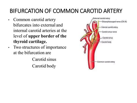 External Carotid Artery Pptx