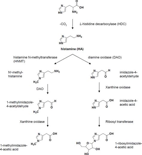 Histamine Synthesis