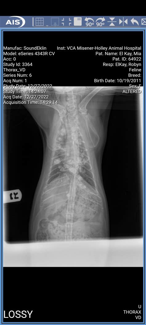 Update Senior Cat W Shadows On X Ray Seeking Differentials Rvet