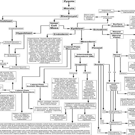 Lineage Map Of Embryonic Development Reprinted With Permission From