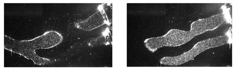 Two Typical Piv Images Used For Data Analysis The Two Characteristic