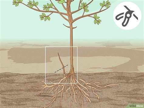 How To Prune Apple Trees Timing Process Explained