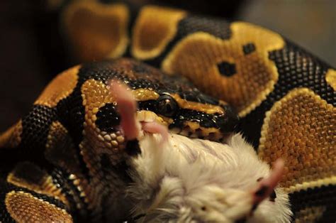 How Often Do Ball Pythons Eat When And How Much To Feed
