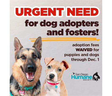 Strep zoo la bacteria que desafía a la San Diego Humane Society Infobae