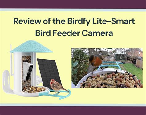 Review Of The Netvue Birdfy Smart Bird Feeder Camera Bird Feeders Feeder Camera Life
